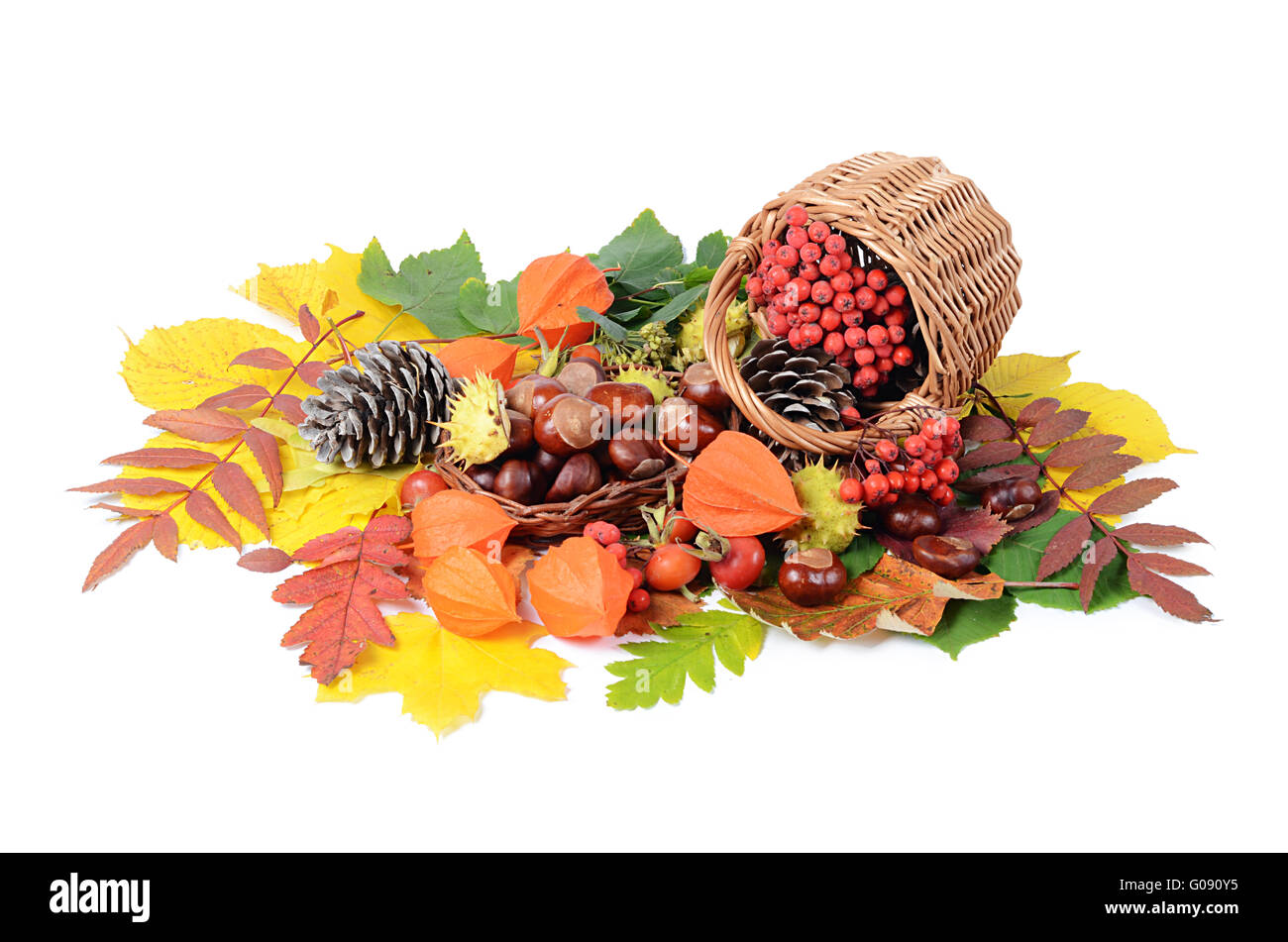 Rose autumn border Cut Out Stock Images & Pictures - Alamy