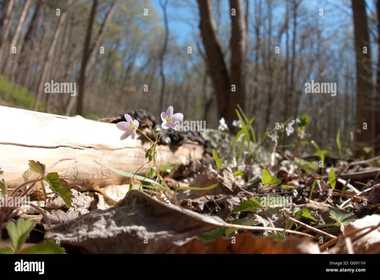 The Trailing Arbutus,or Mayflower is among the first to bloom in spring ...
