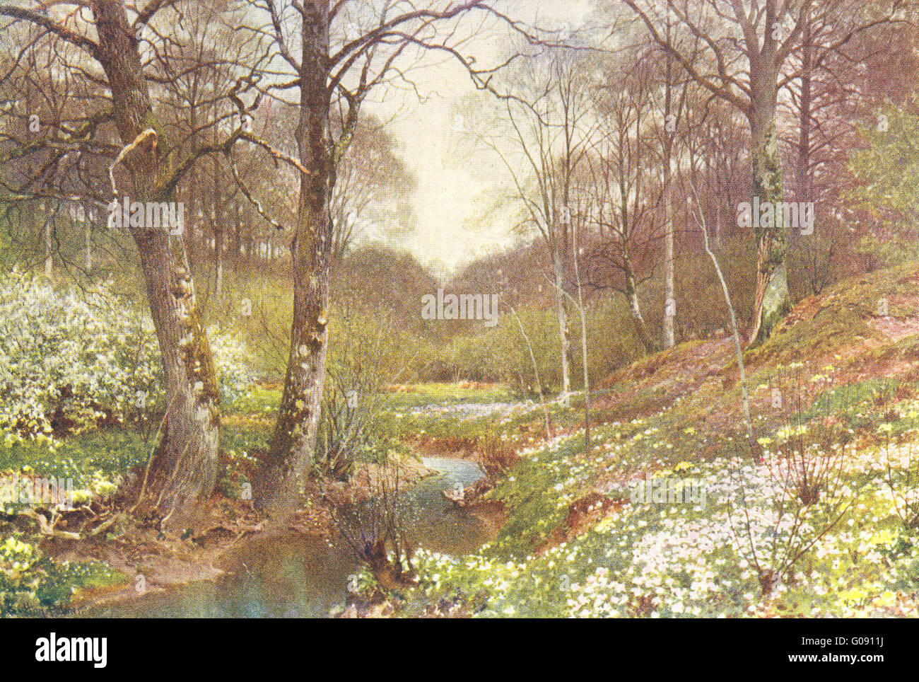 SURREY: Spring blossoms, Dorking, antique print 1912 Stock Photo - Alamy
