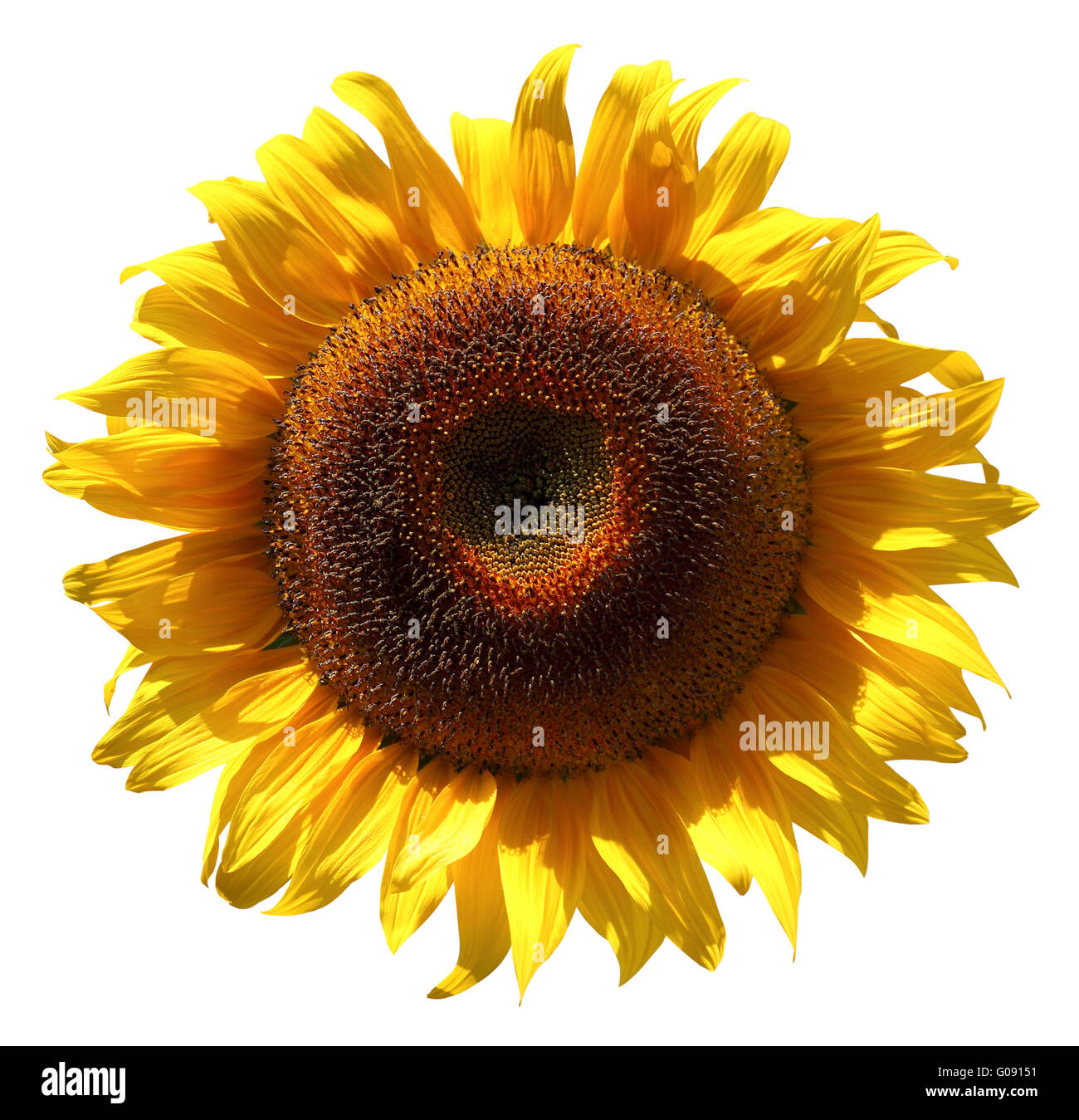 Sunflower isolated on a white background Stock Photo - Alamy