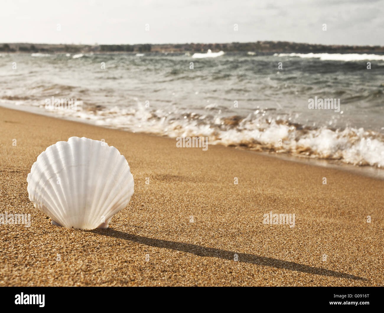Shell on the beach Stock Photo - Alamy