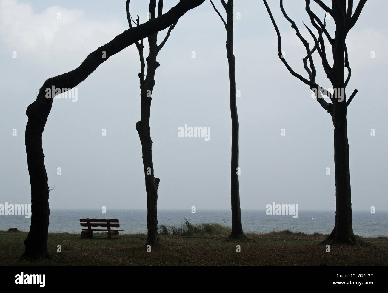Tree bank trunk foliage hi-res stock photography and images - Alamy