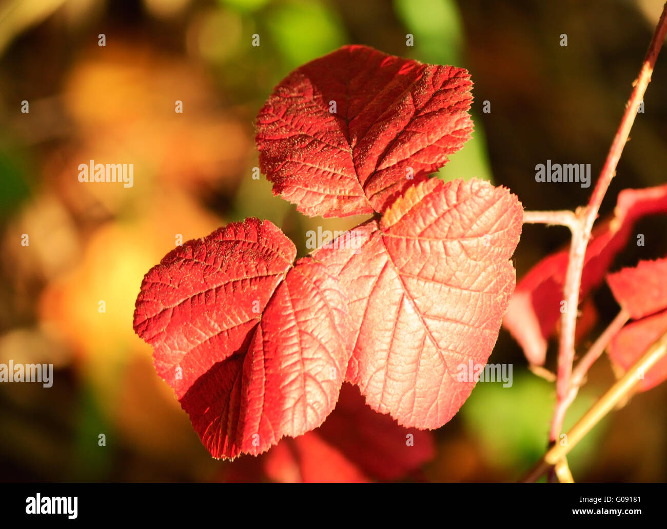 Blackberry plant with yellow leaves hi-res stock photography and images ...
