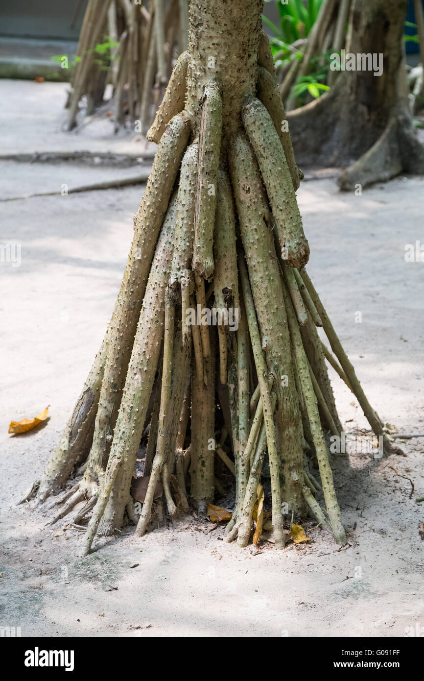 Tropical tree with weird roots grown on sand on Thai island Stock Photo ...