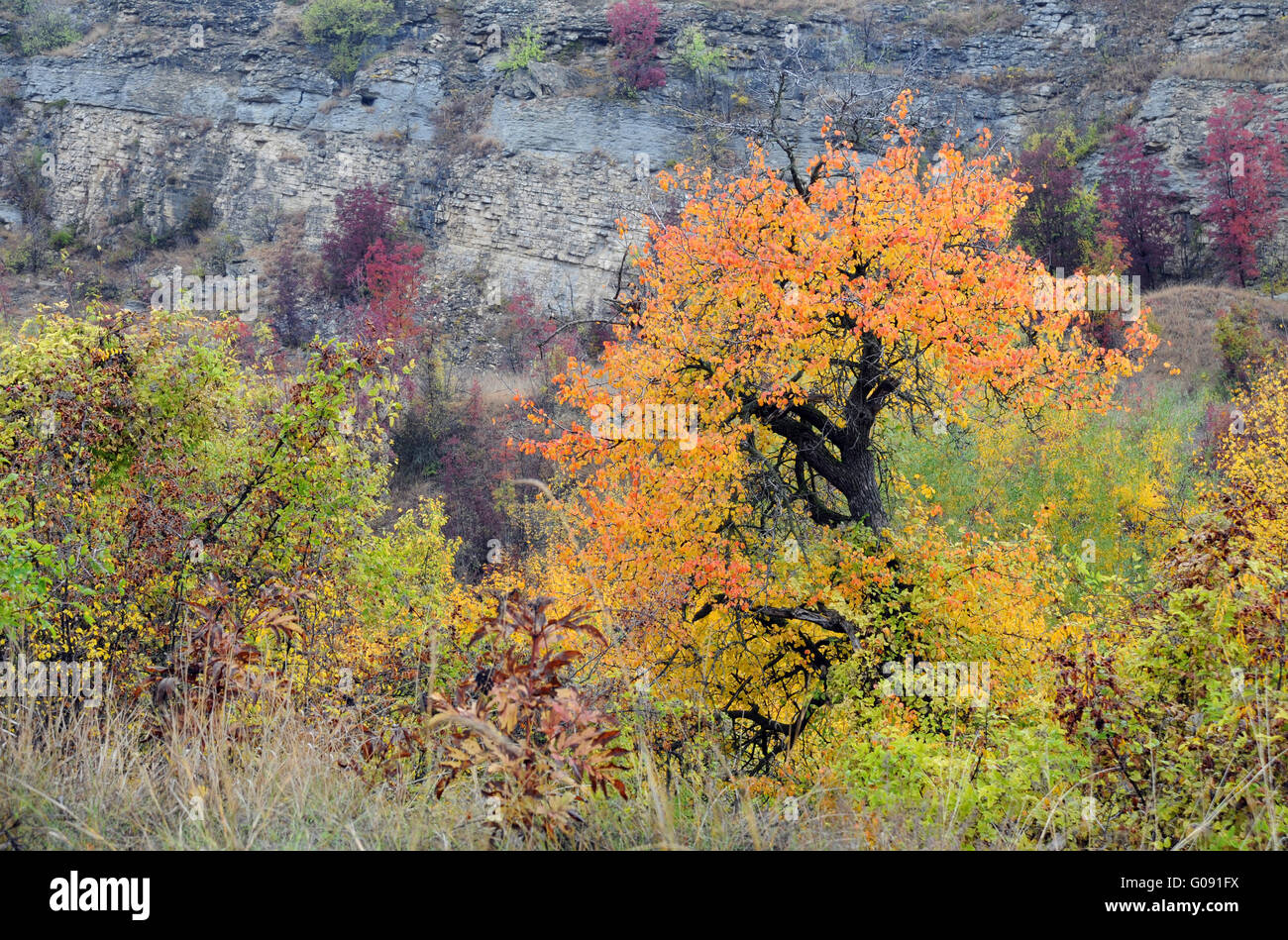 Trees and Plants in the Fall Stock Photo - Alamy