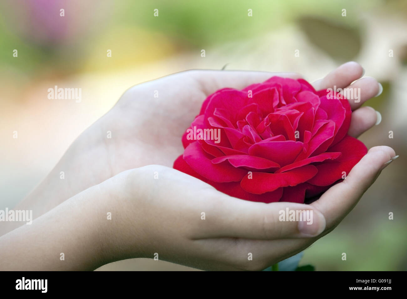 Leonida rose hi-res stock photography and images - Alamy
