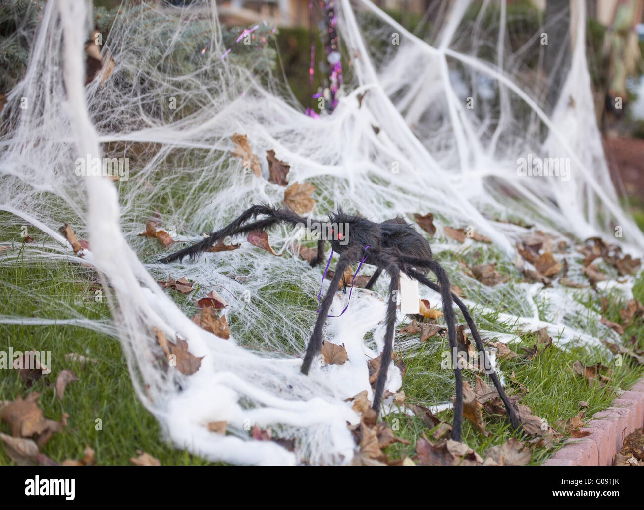 Spider and cobweb Stock Photo - Alamy