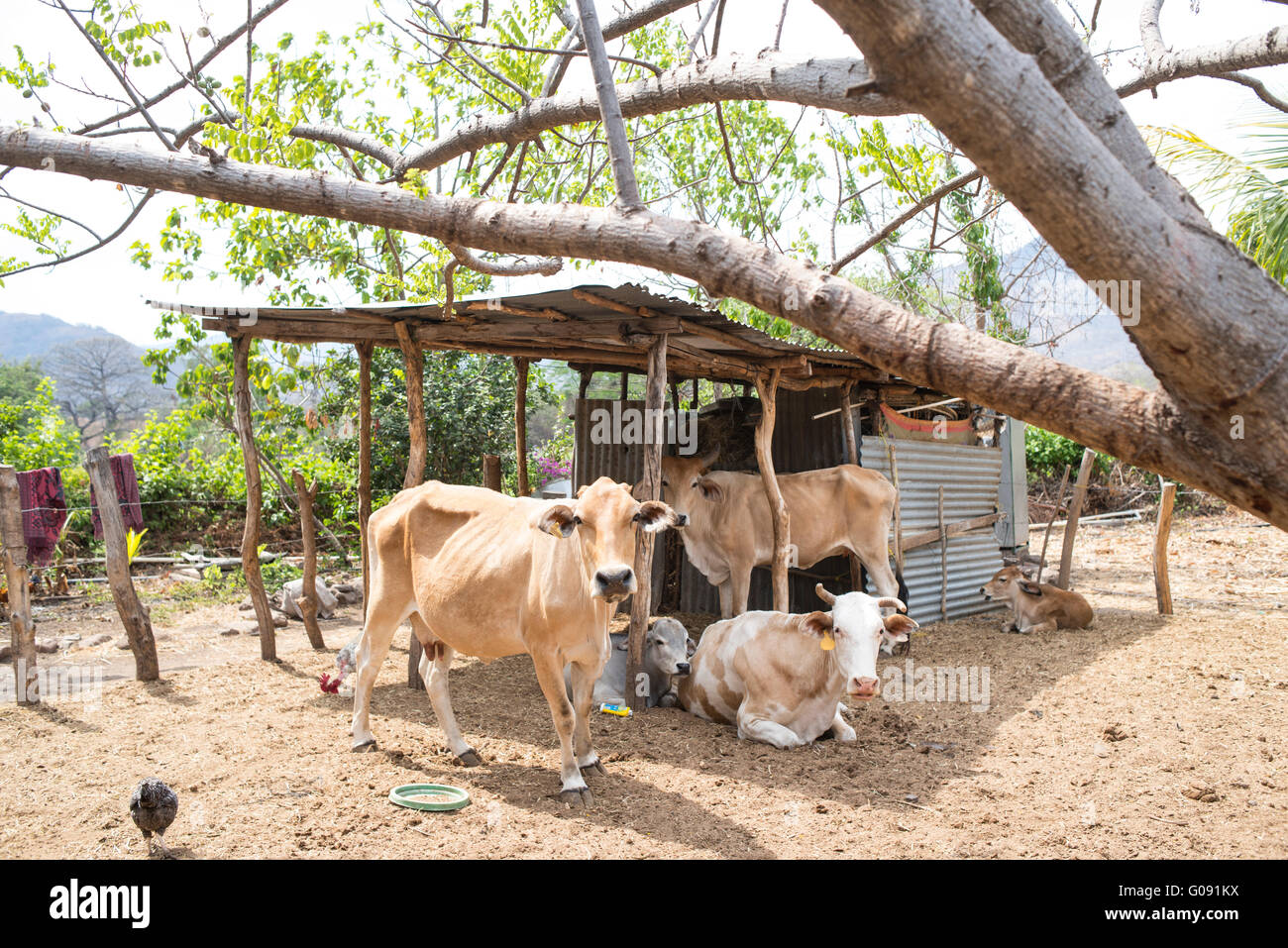 Brahma cattle hi-res stock photography and images - Alamy