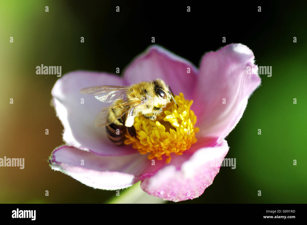 Bee on a flower Stock Photo - Alamy