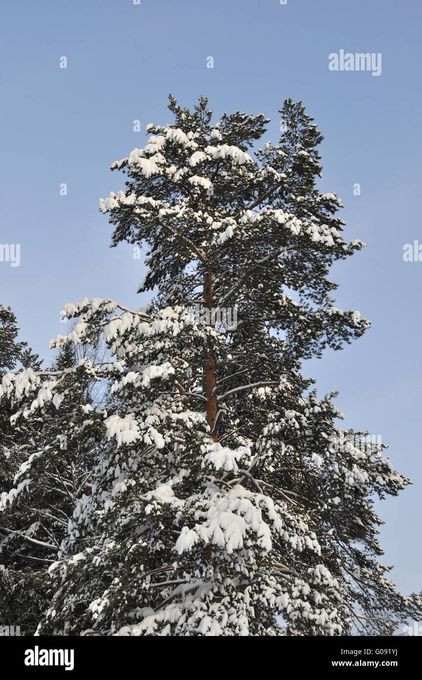 Pine bough snow hi-res stock photography and images - Alamy