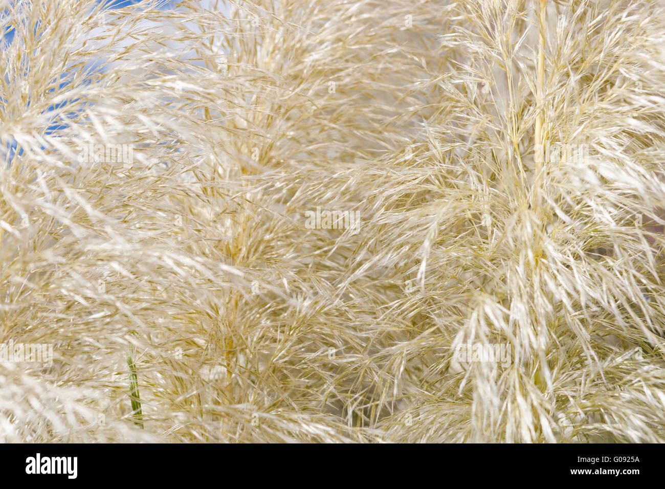 Close up of a Pampas grass inflorescence Stock Photo - Alamy
