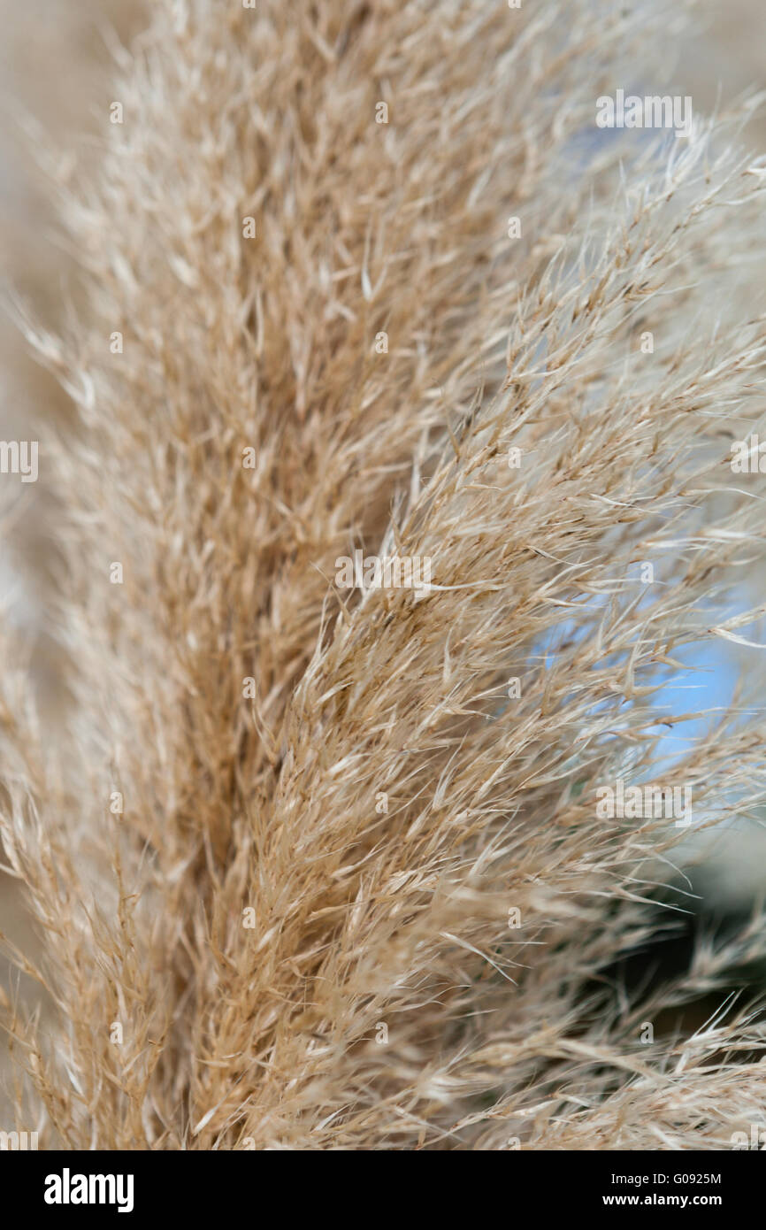 Close up of a Pampas grass inflorescence Stock Photo - Alamy