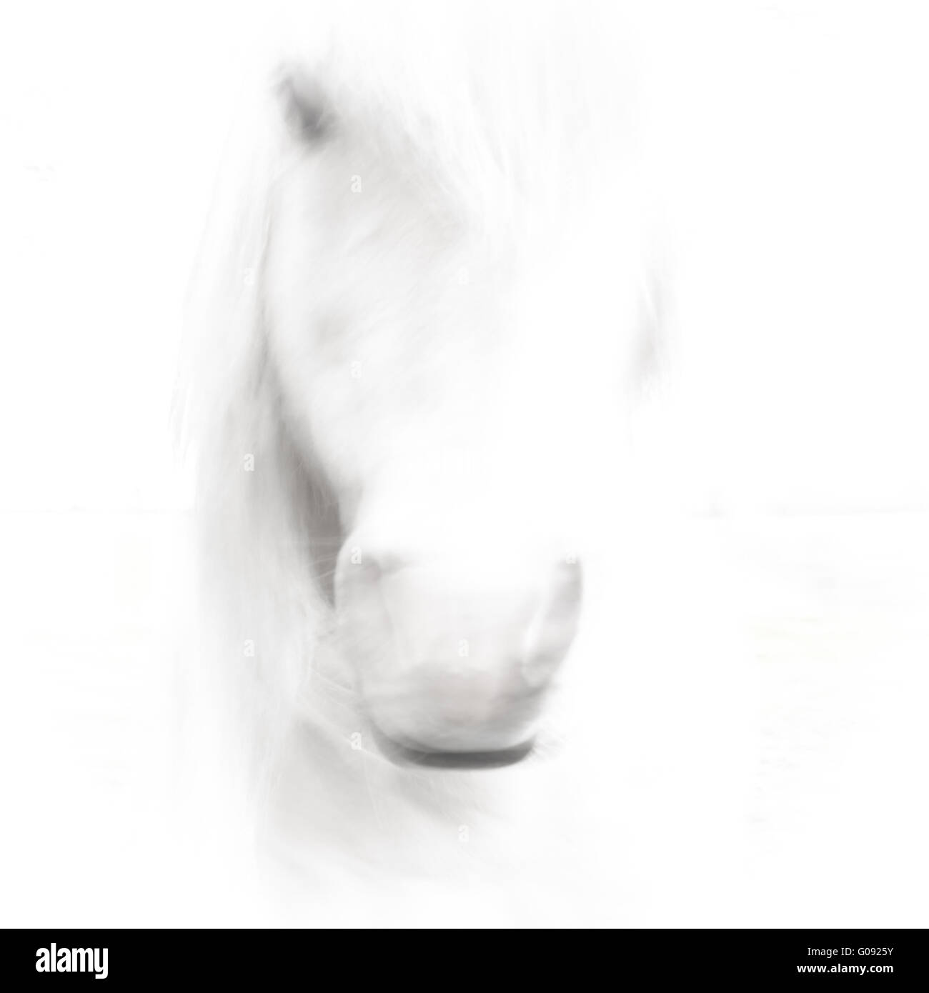 Mane detail Cut Out Stock Images & Pictures - Alamy