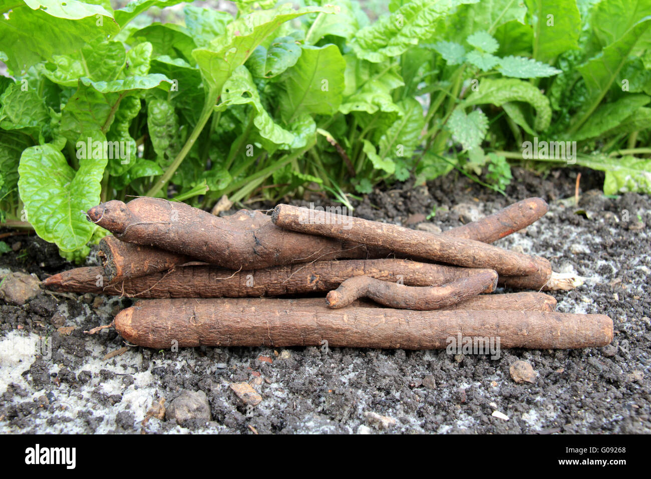 Black roots peel hi-res stock photography and images - Alamy