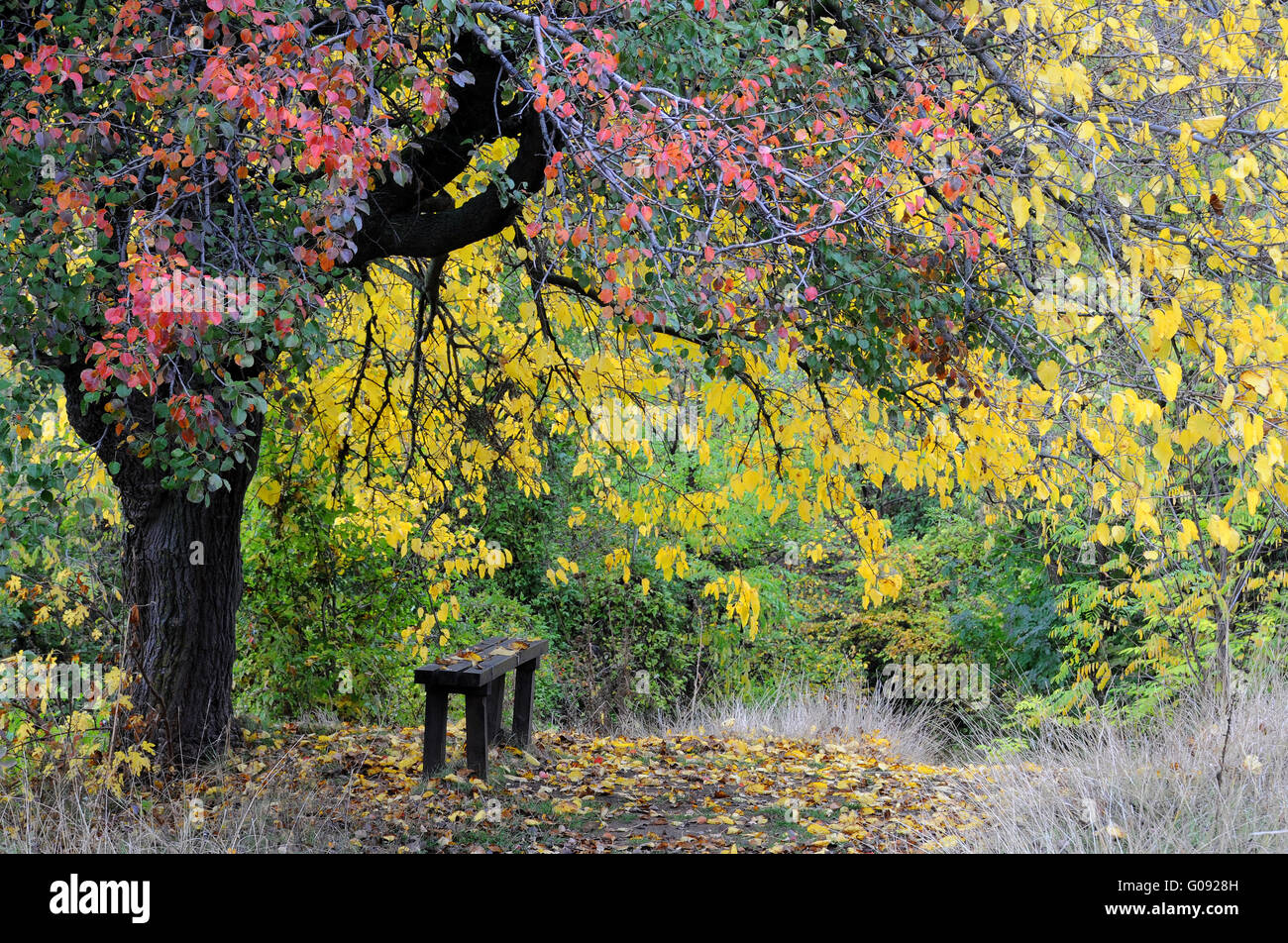 Bench Under the Tree in the Fall Stock Photo - Alamy