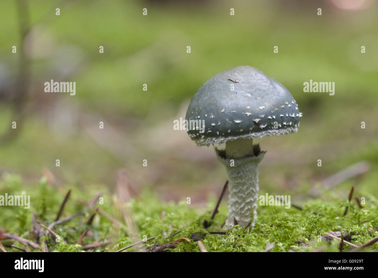 Verdigris agaric fungi hi-res stock photography and images - Alamy