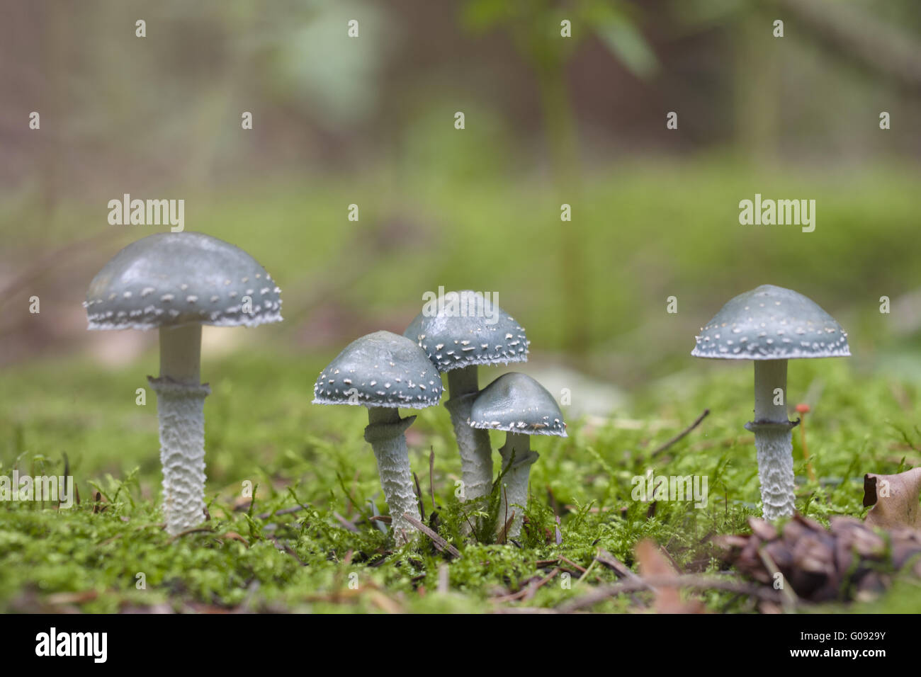 Verdigris agaric (Stropharia aeruginosa), Germany Stock Photo - Alamy
