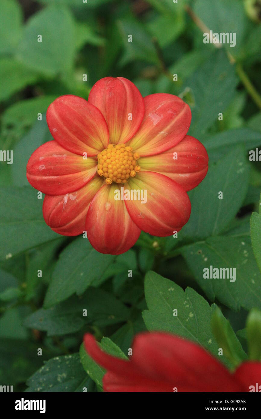 An easy dahlia hi-res stock photography and images - Alamy