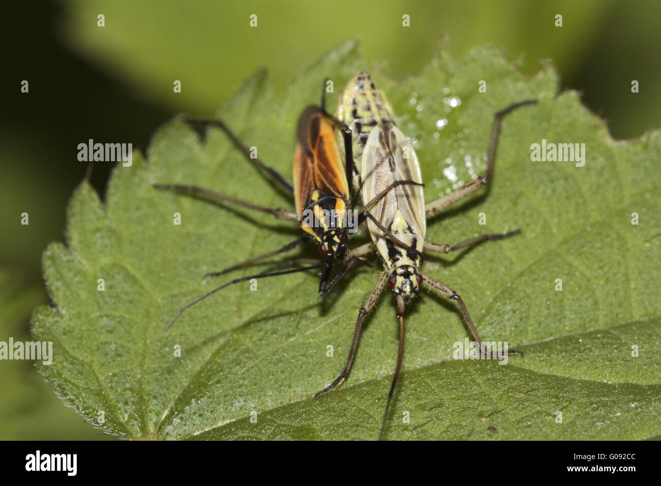 A pair of meadow plant bugs Stock Photo - Alamy