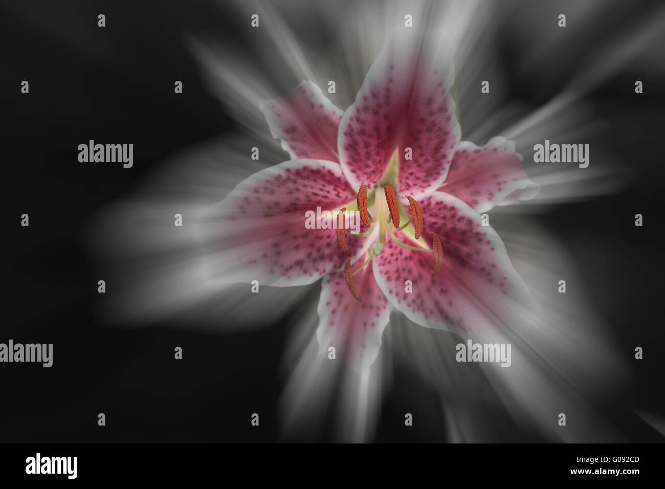 Lilium with zoom effect Stock Photo - Alamy