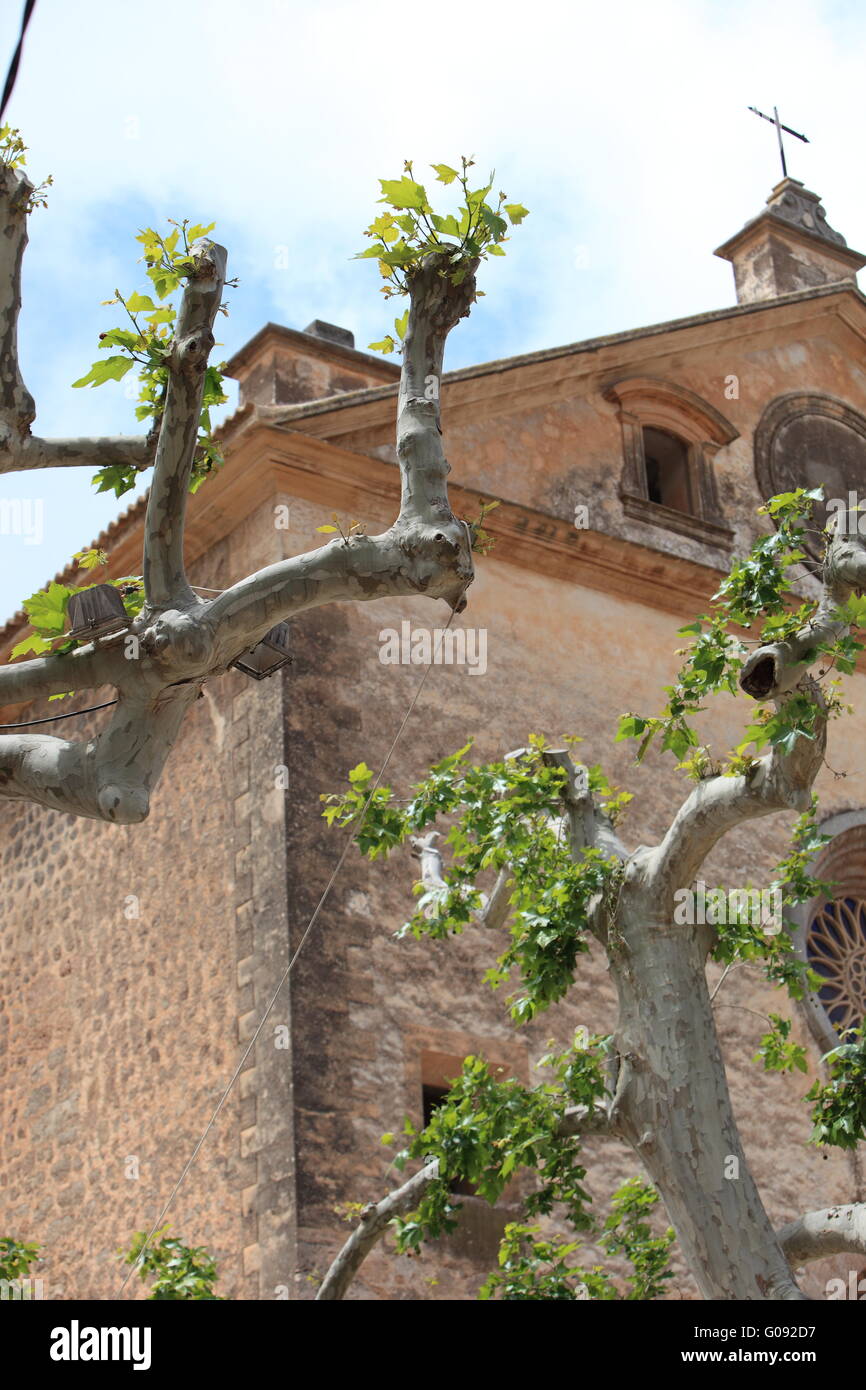 Sprouting trees in a church garden Stock Photo - Alamy