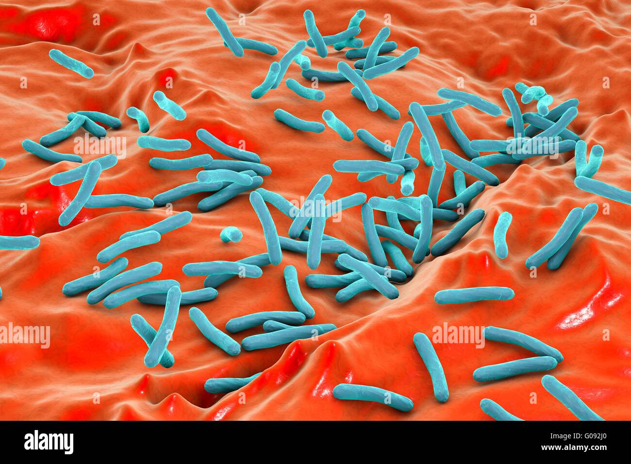 Mycobacterium tuberculosis hi-res stock photography and images - Alamy
