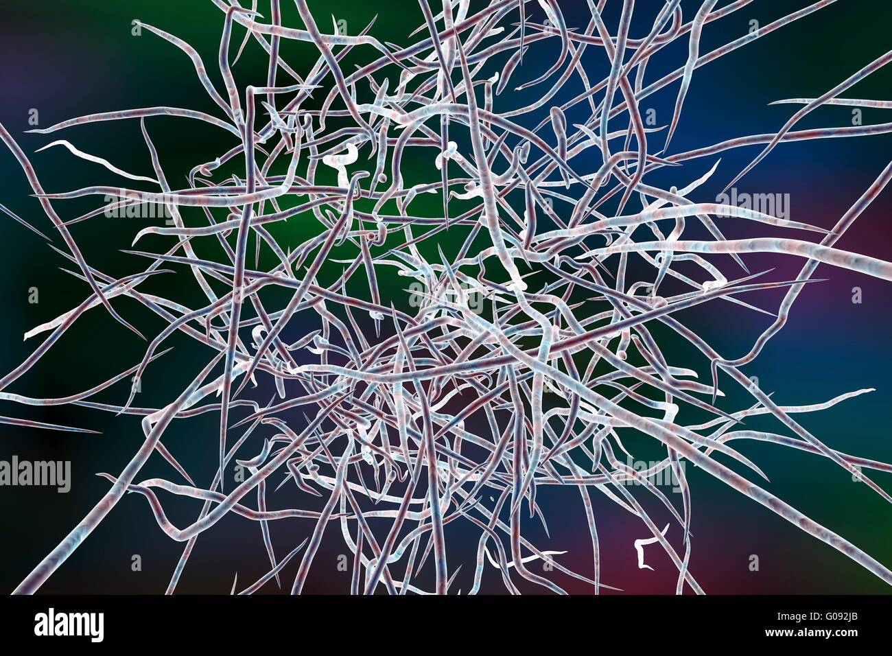 Nocardia bacteria hi-res stock photography and images - Alamy