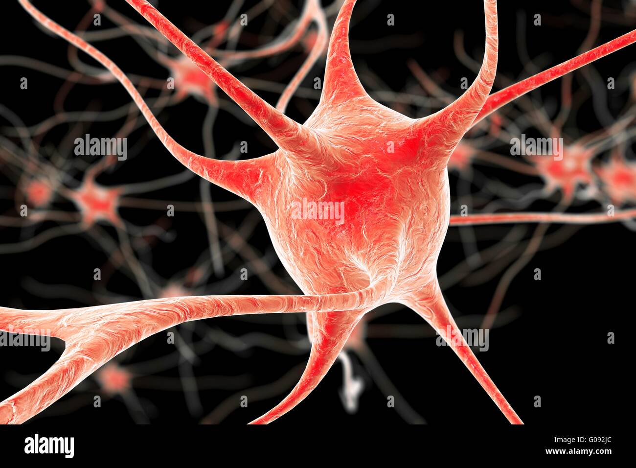 Nerve cells. Computer artwork of nerve cells, or neurons Stock Photo ...