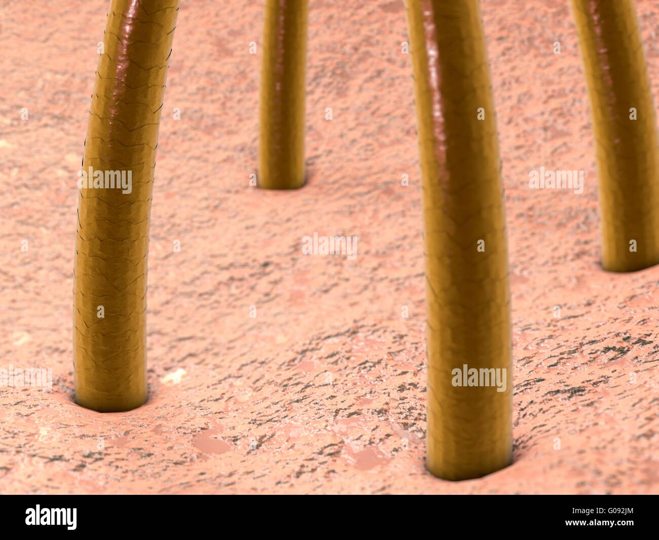 Human hair, computer illustration Stock Photo - Alamy