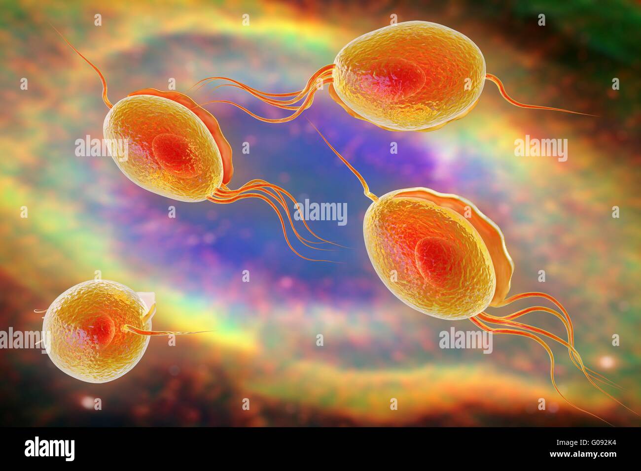 Trichomonas Vaginalis Under Microscope