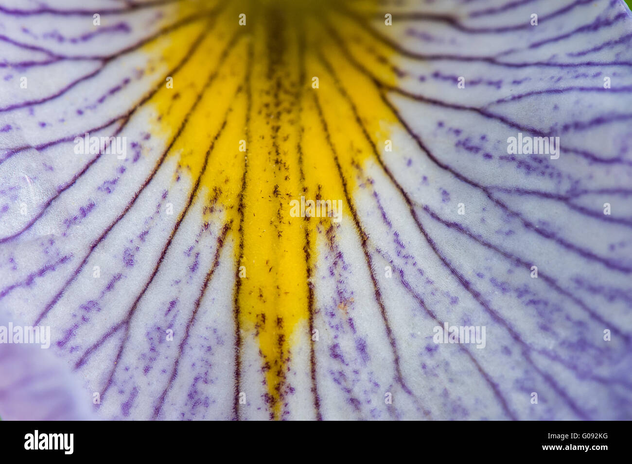 Iris petal pattern hi-res stock photography and images - Alamy