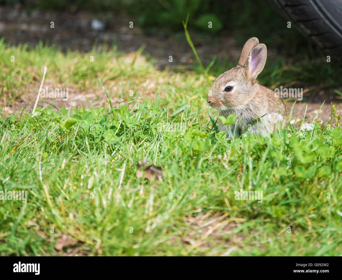 Cute baby rabbit hi-res stock photography and images - Alamy
