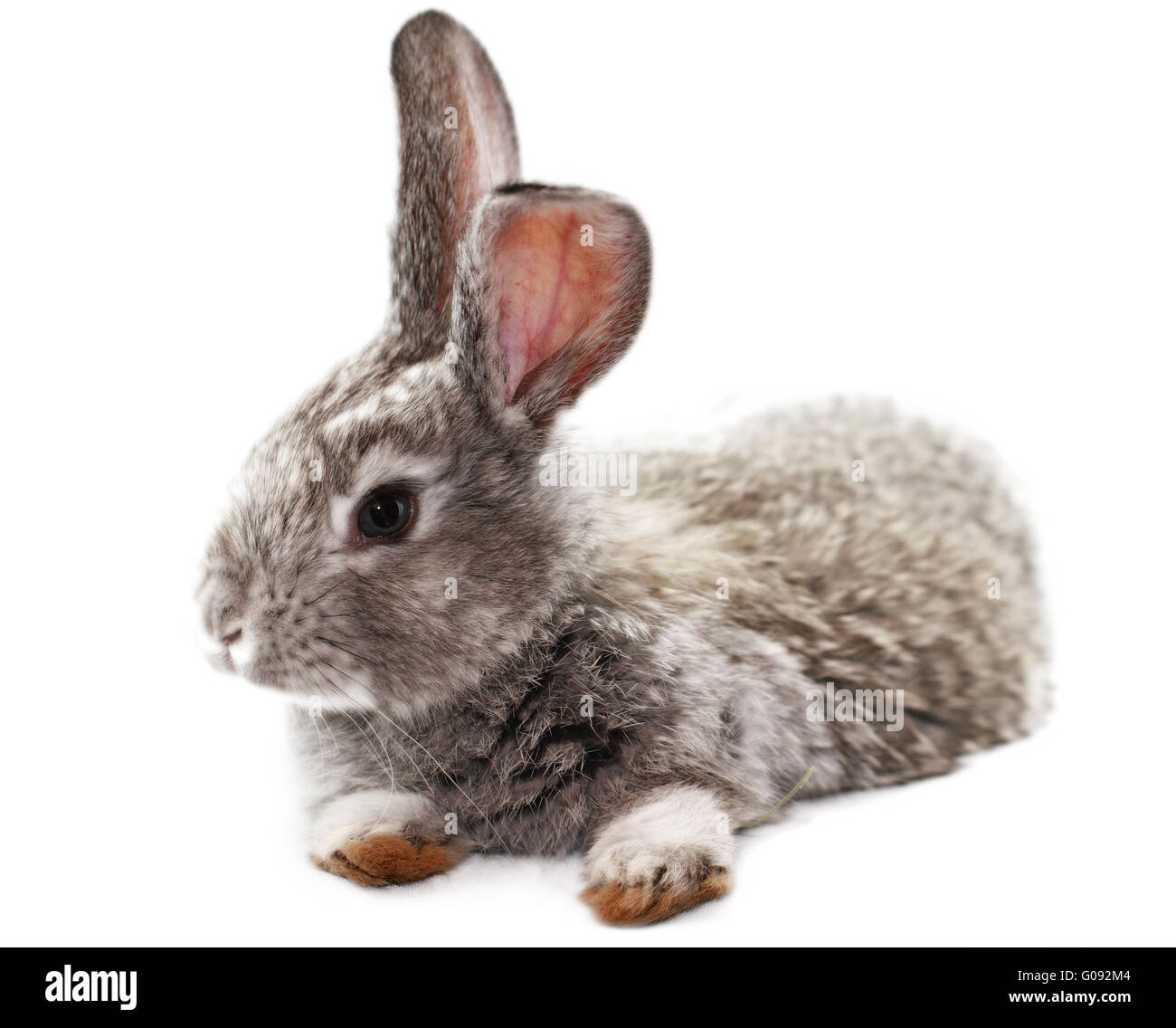 Cute gray rabbit isolated on white background Stock Photo - Alamy