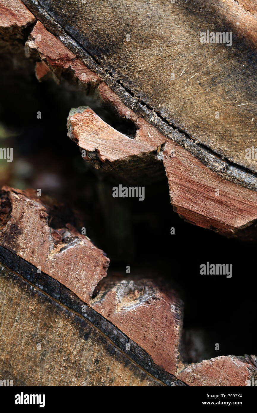 Poplar tree ring hi-res stock photography and images - Alamy