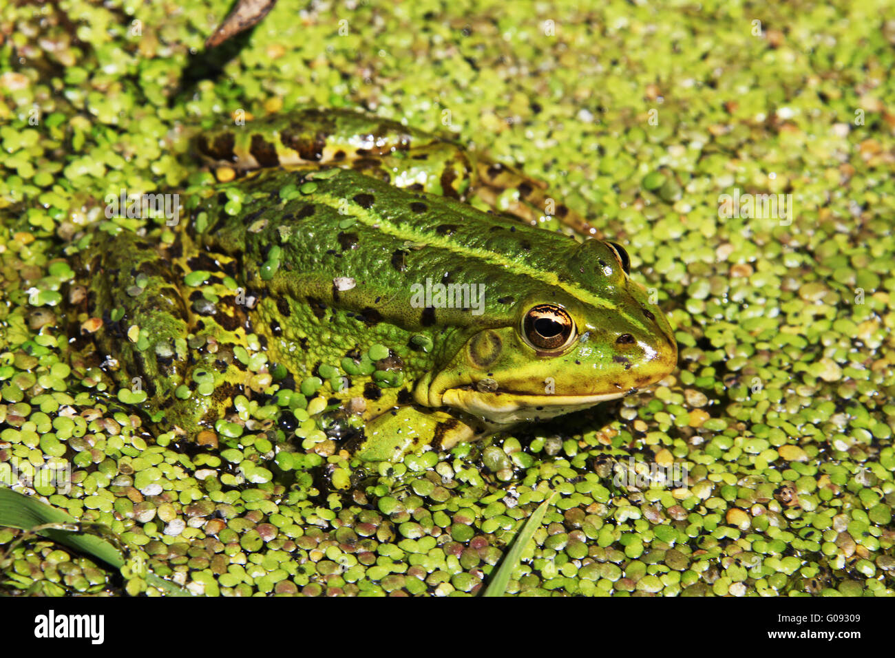 Hopping Frog High Resolution Stock Photography and Images - Alamy