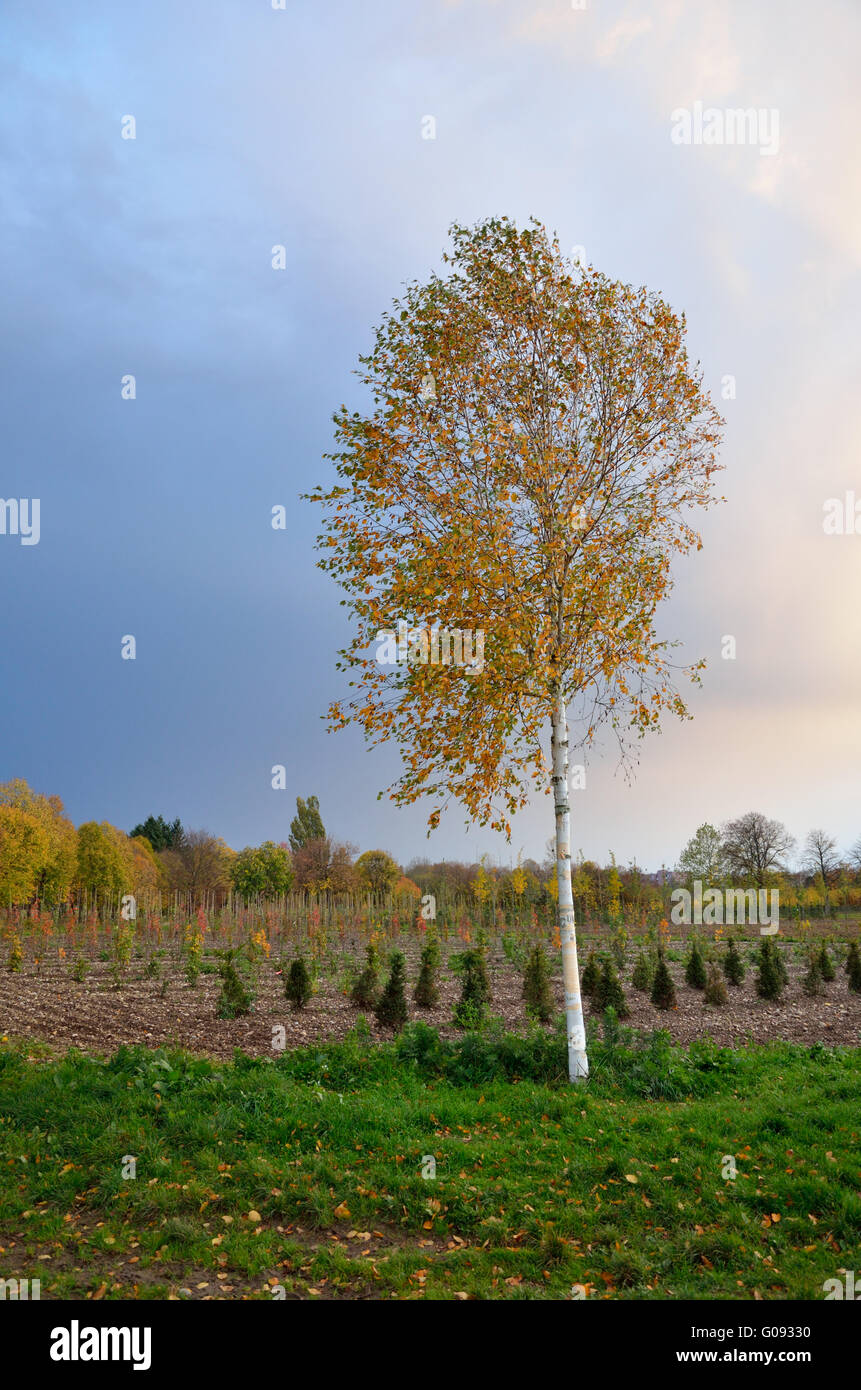 Birch tree in fall Stock Photo - Alamy