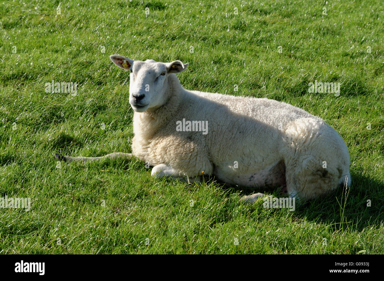 Sheep sun hi-res stock photography and images - Alamy