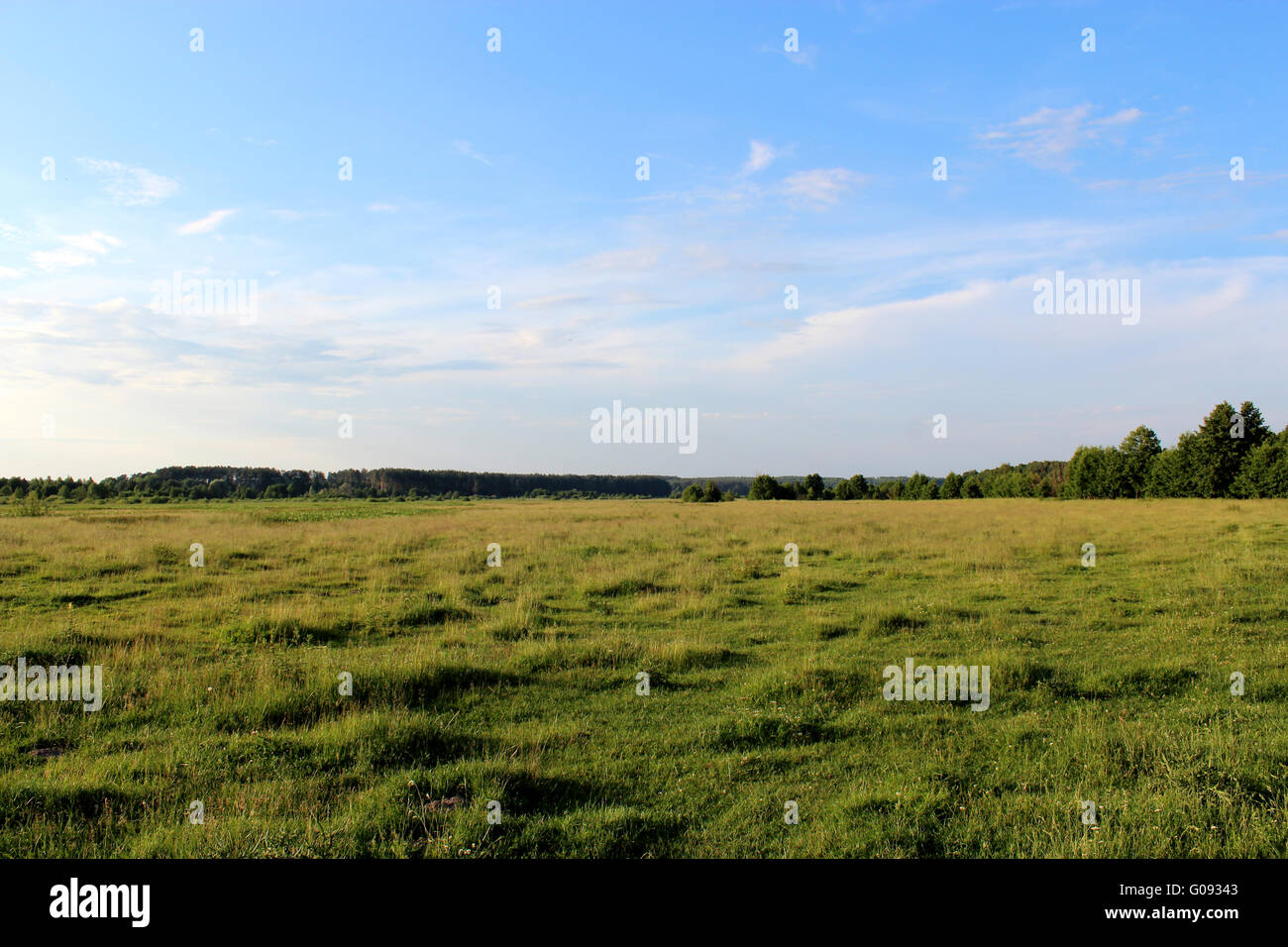 field, sky and forest on the background Stock Photo - Alamy