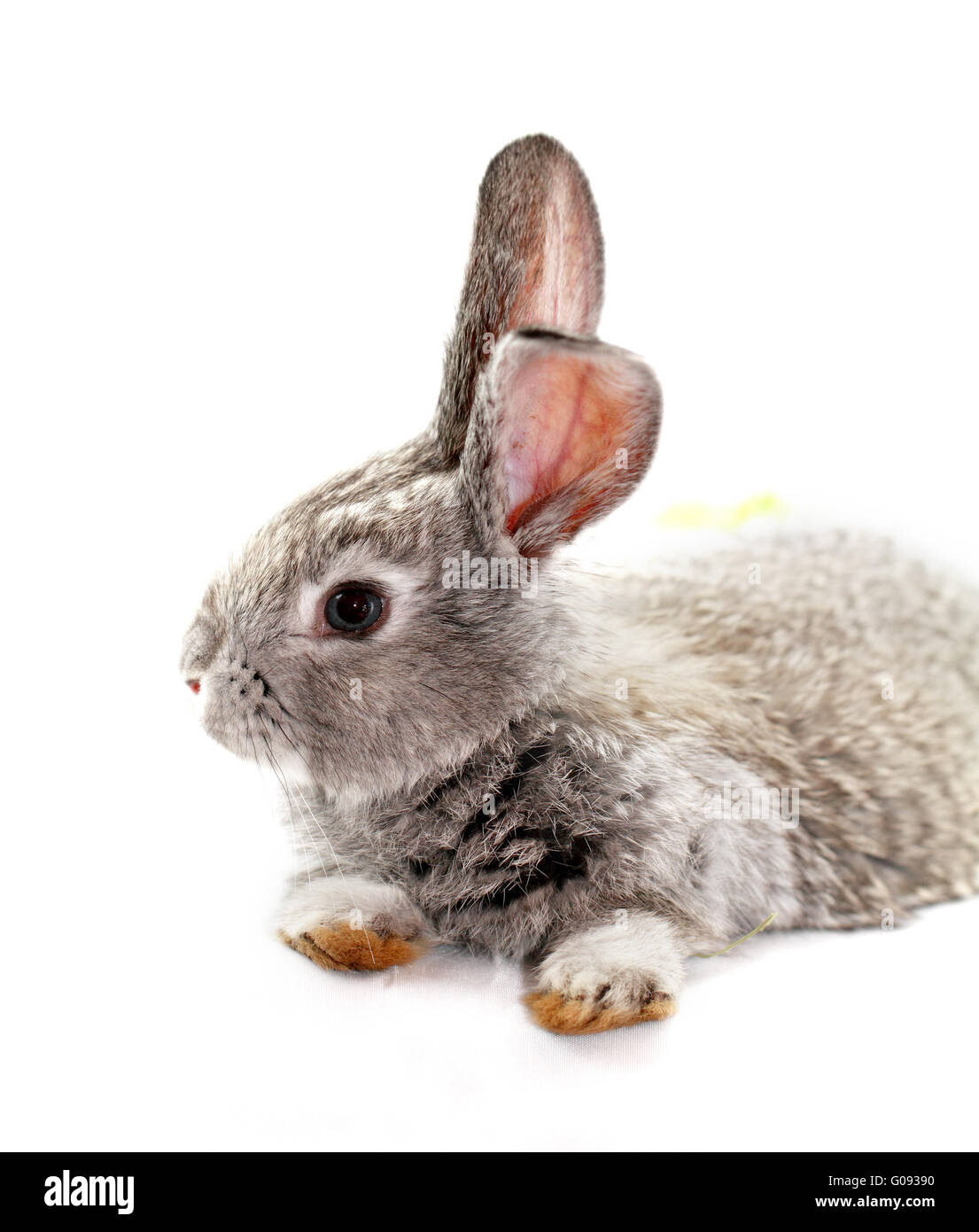 Cute gray rabbit isolated on white background Stock Photo - Alamy