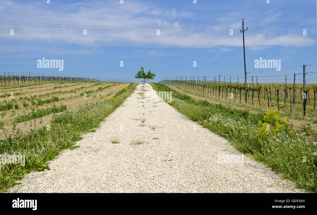 path through vineyards with tree at the horizon Stock Photo - Alamy