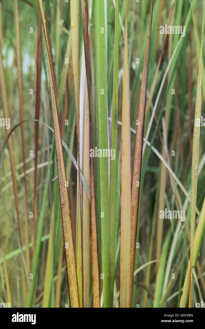 Swamp weeds hi-res stock photography and images - Alamy