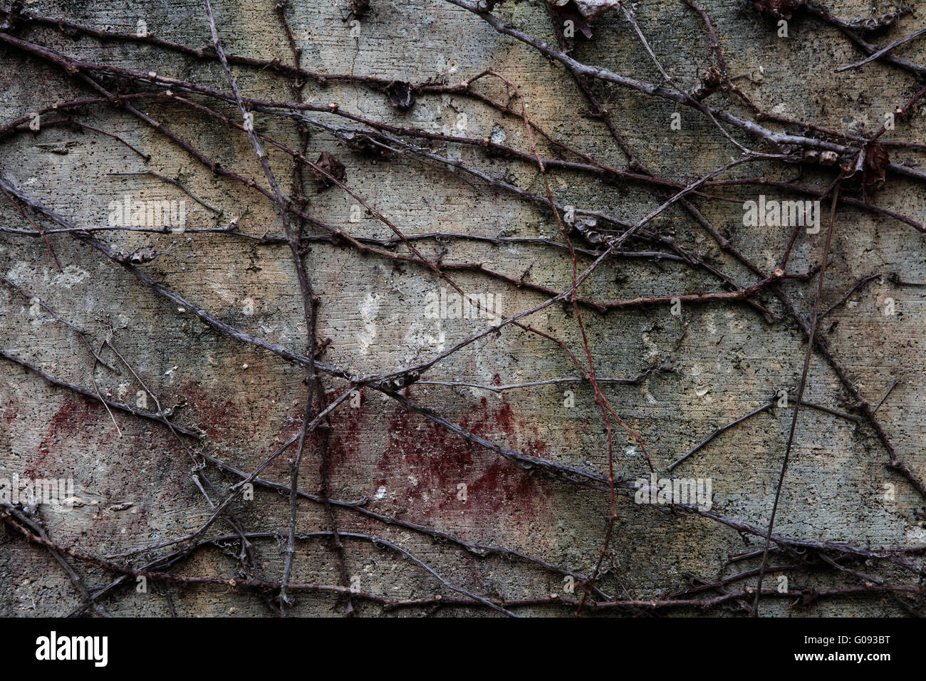 The ivy runner Stock Photo - Alamy