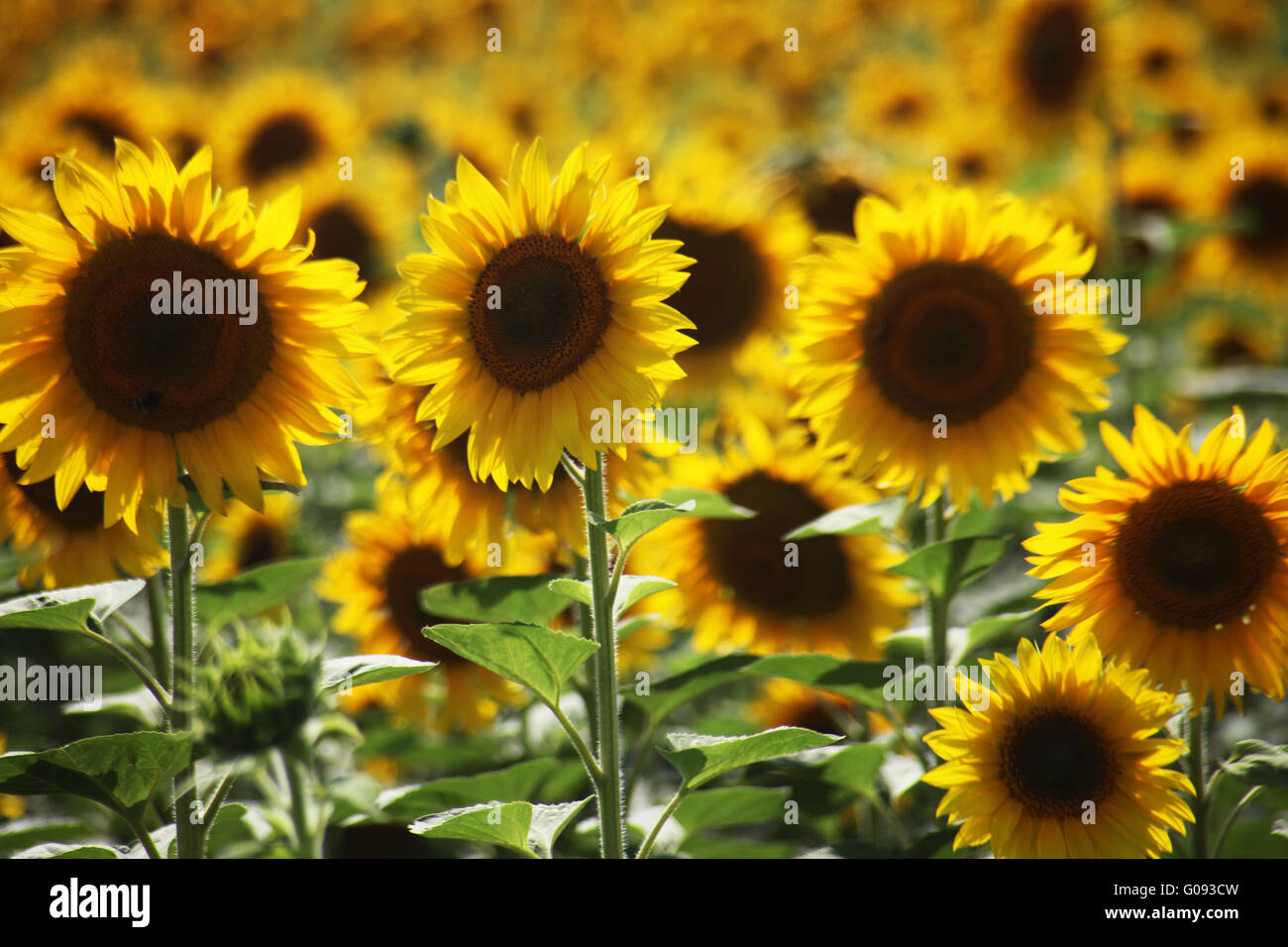 Plants for sun hi-res stock photography and images - Alamy
