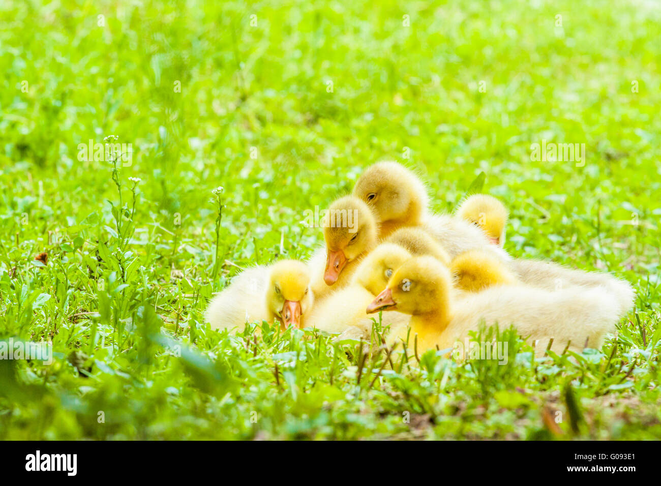 Duckling flying cute hi-res stock photography and images - Alamy