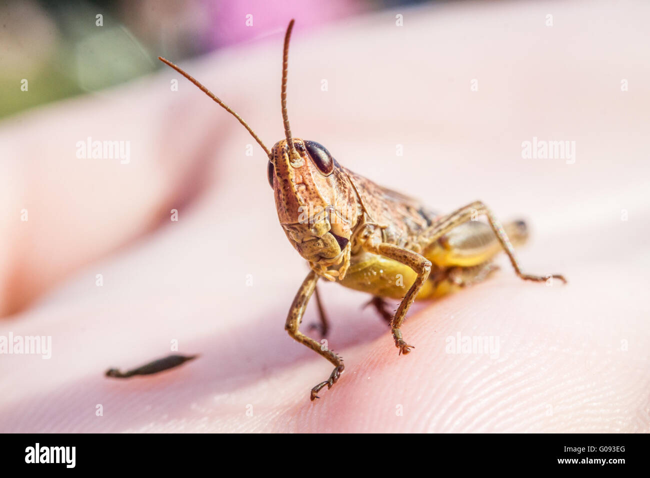 Scary grasshopper hi-res stock photography and images - Alamy