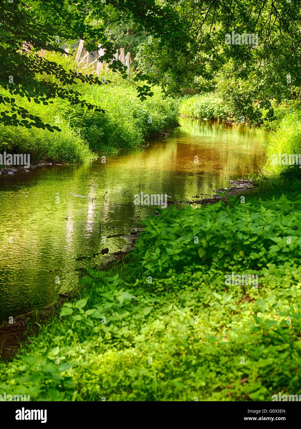 Stream in the wood hi-res stock photography and images - Alamy