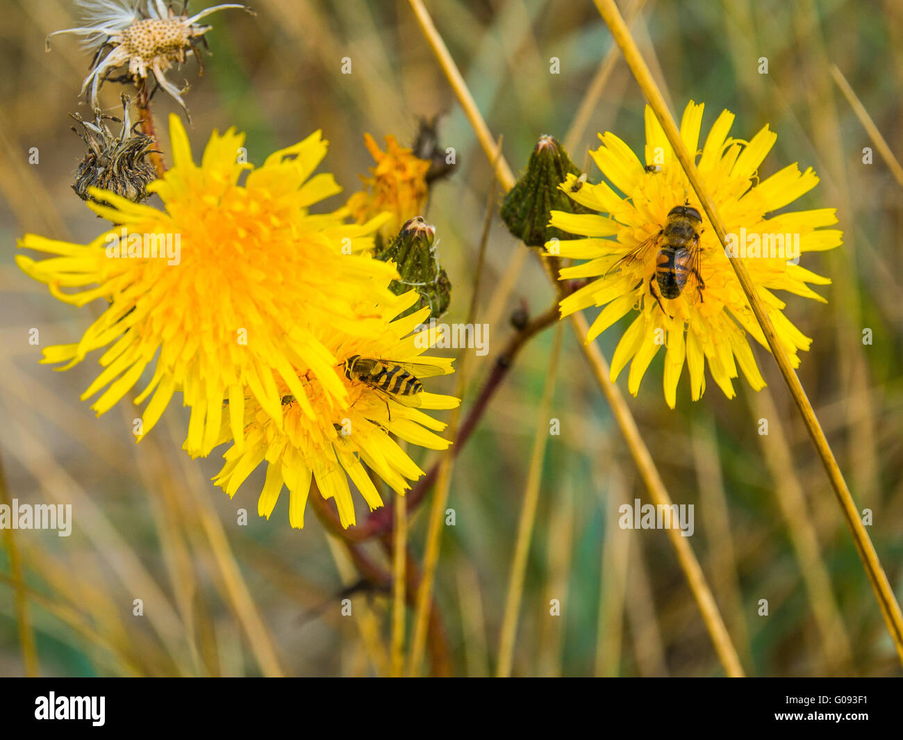 dandelion with insects Stock Photo - Alamy