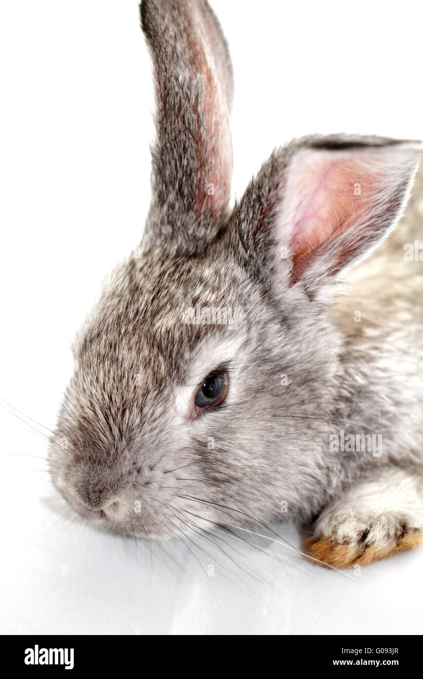Cute gray rabbit isolated on white background Stock Photo - Alamy
