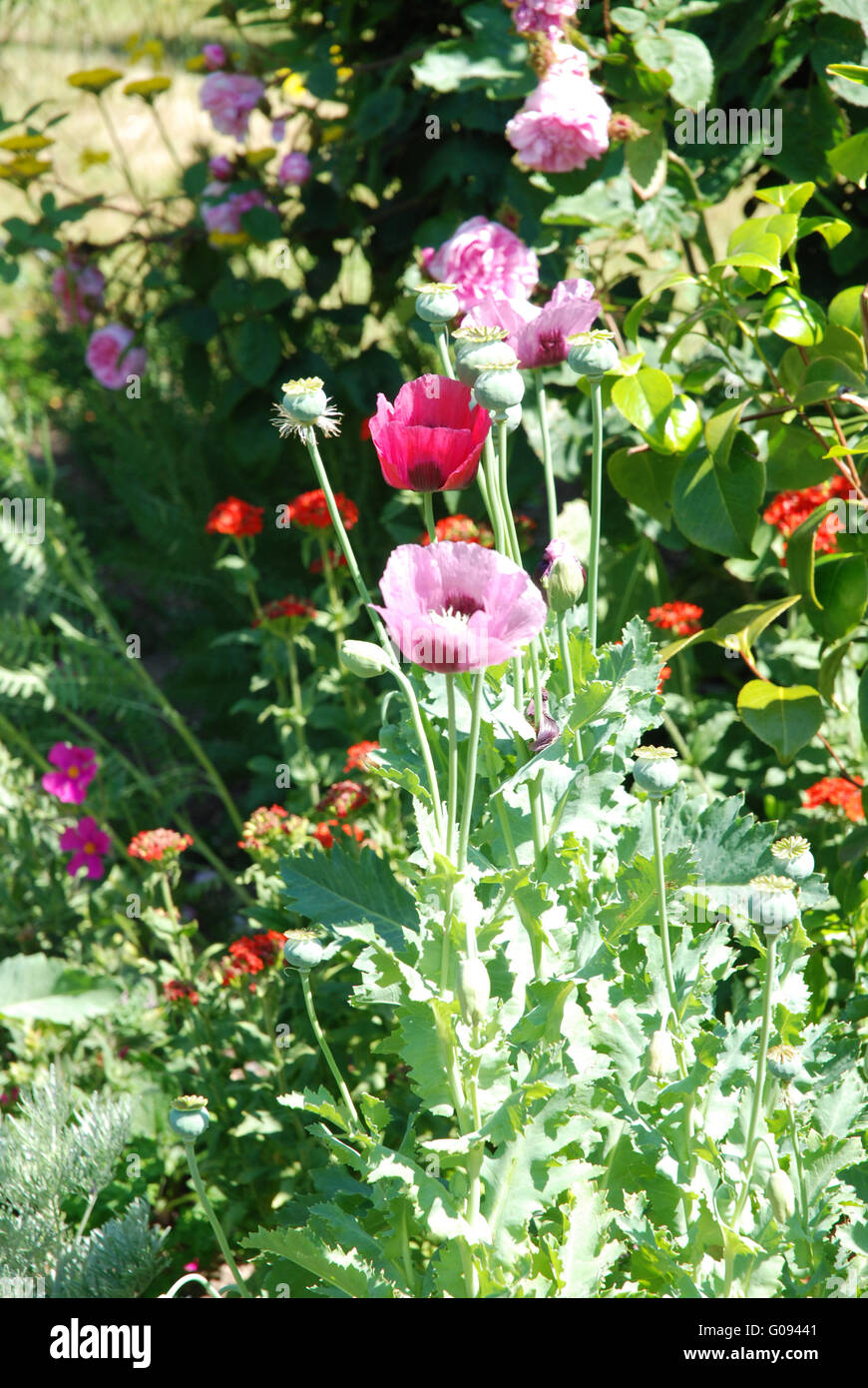 Purple poppies hi-res stock photography and images - Alamy