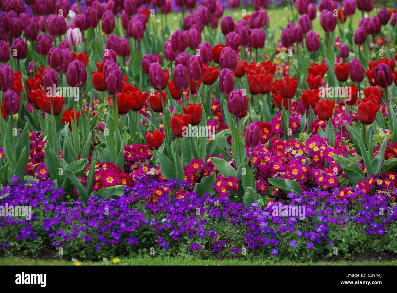Red violets hi-res stock photography and images - Alamy